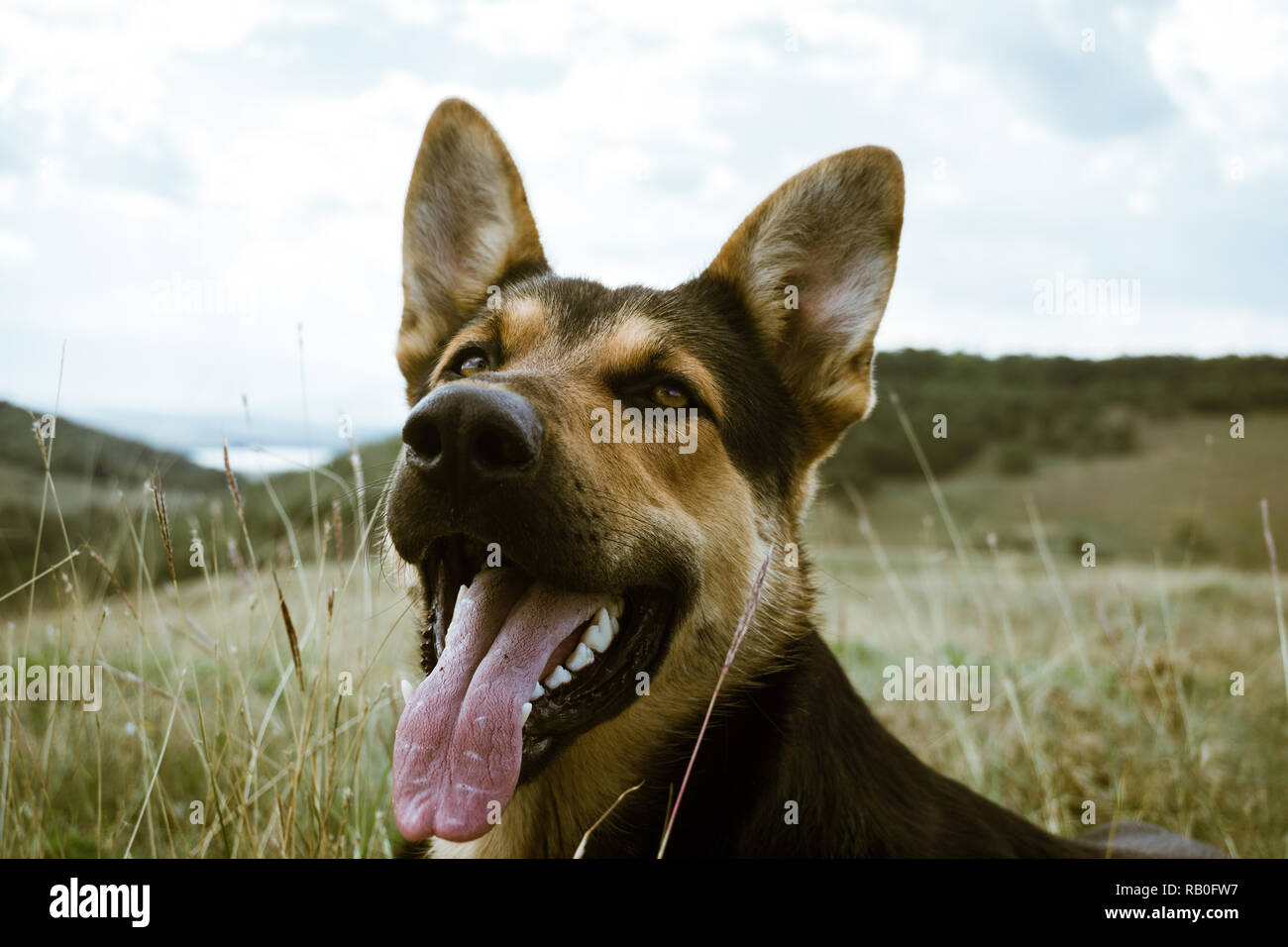 Happy german shepherd dog Stock Photo - Alamy