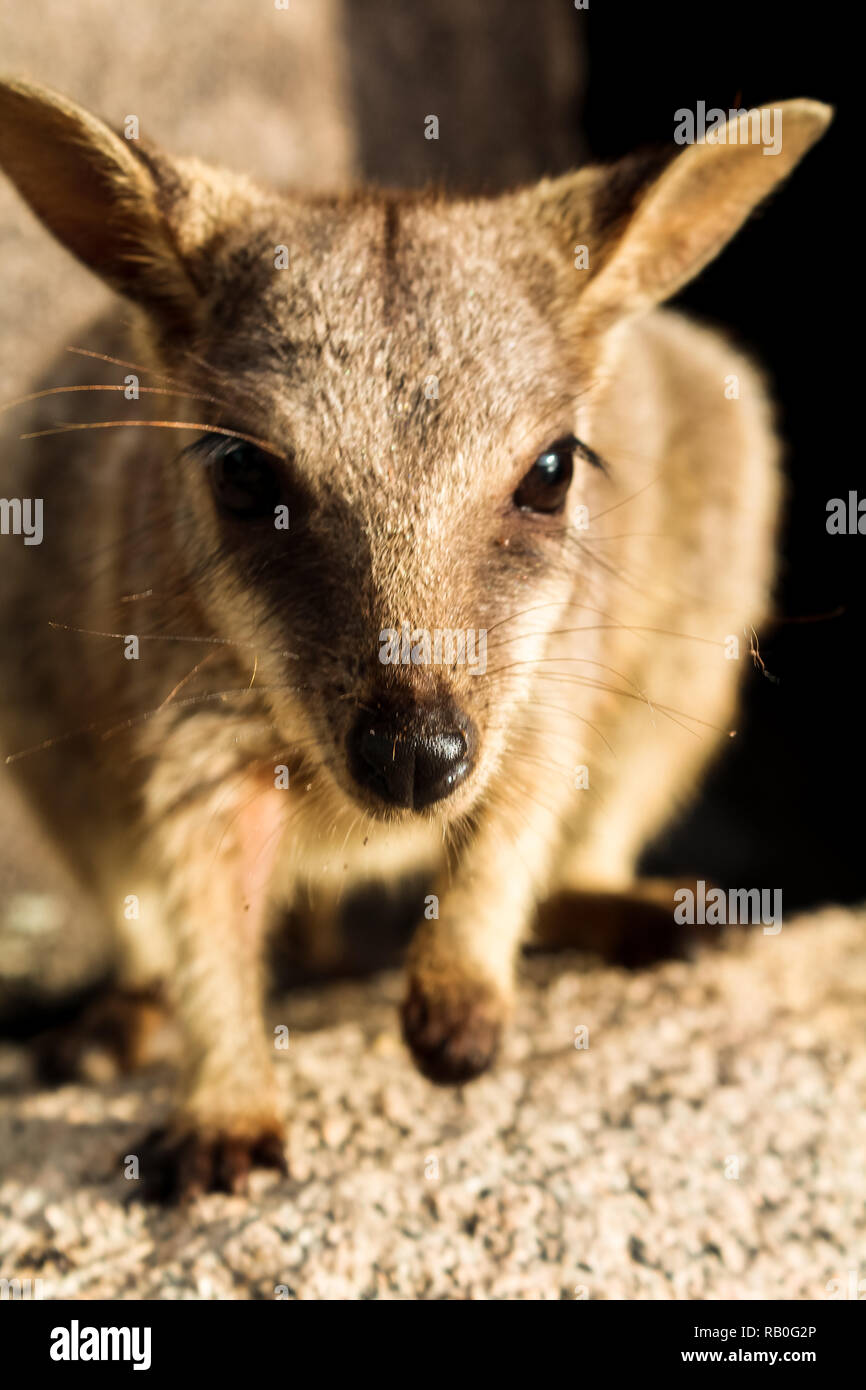 Close-up of wild Australian wallaby spotted during sunset on Magnetic ...