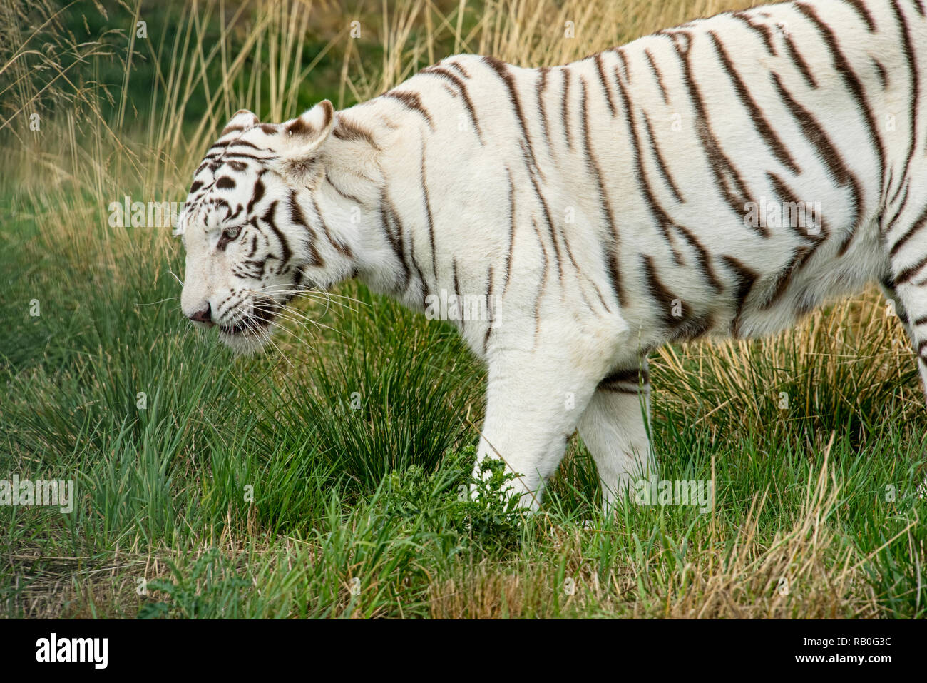 Albino tiger hi-res stock photography and images - Alamy