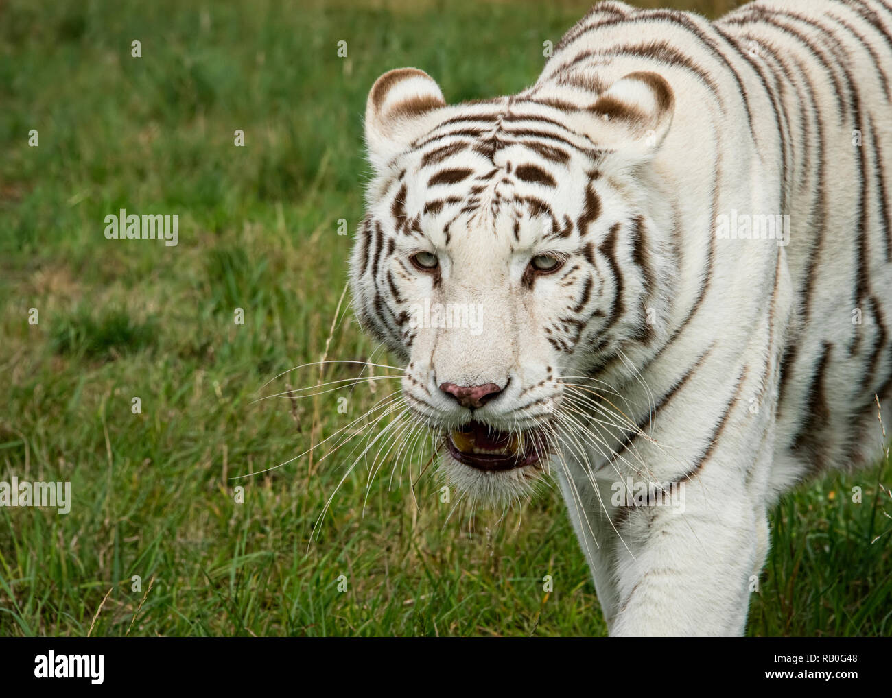 UK, Hamerton Zoo - 17 Aug 2018: Female White (Albino) tiger in ...