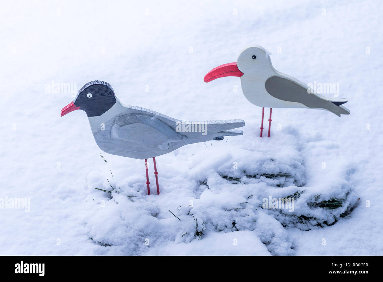 Different seagull hi-res stock photography and images - Alamy
