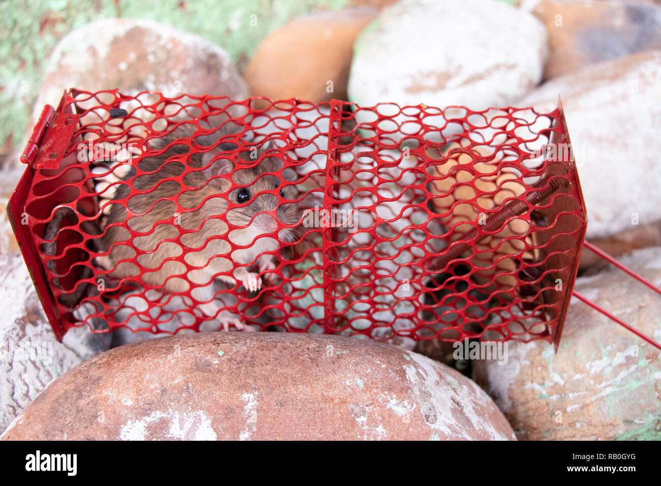 Mouse or rat trapped in a red cage, rat inside the mousetrap cage lying ...