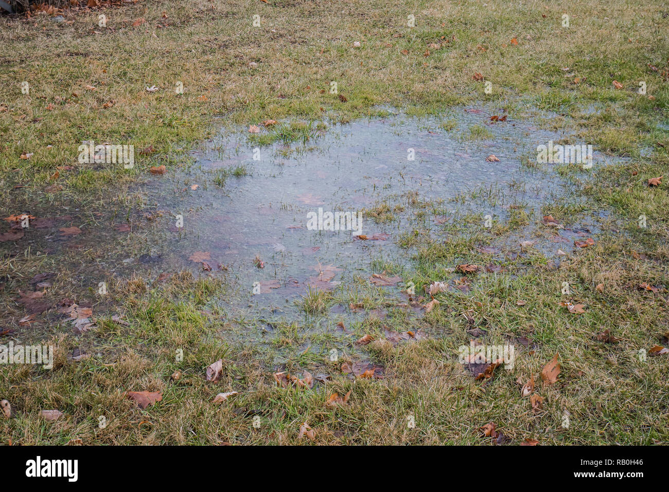 puddle of water on grass outdoor Stock Photo - Alamy
