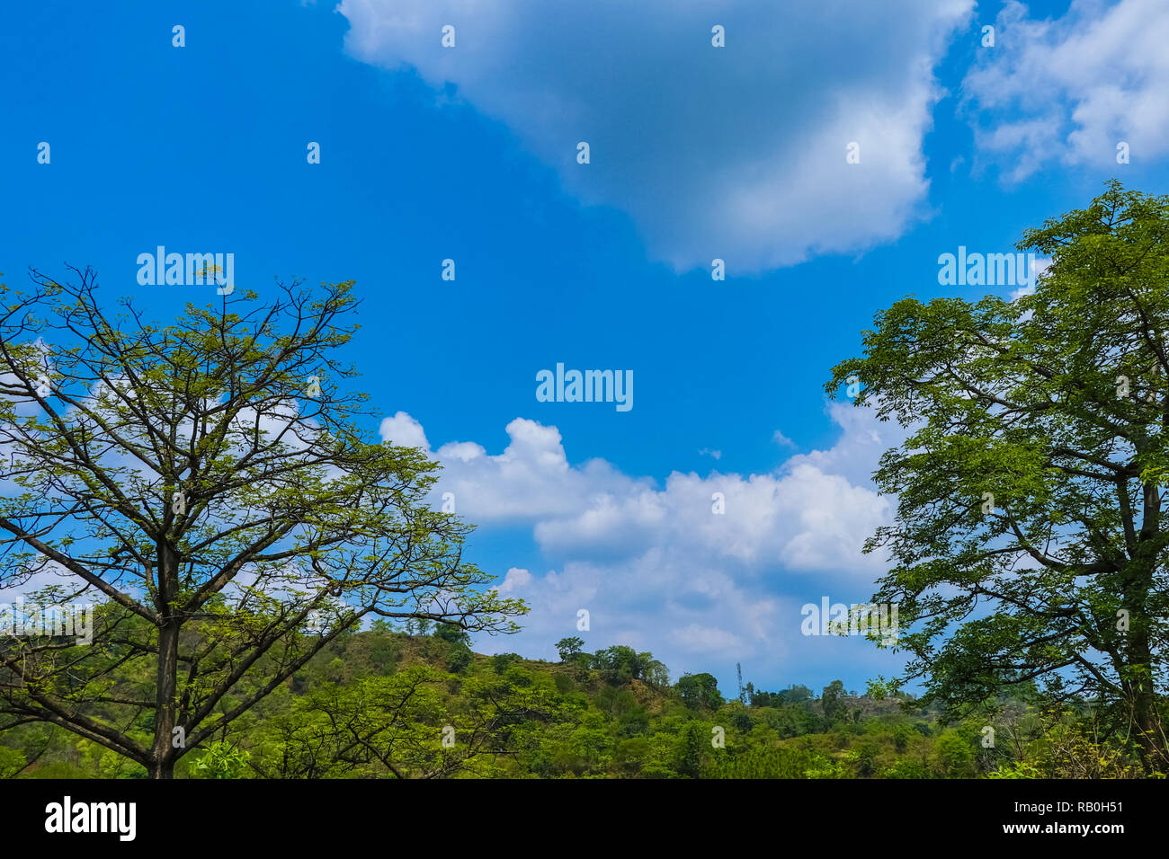 Blue sky and cloud view through trees, capture daylight Stock Photo - Alamy