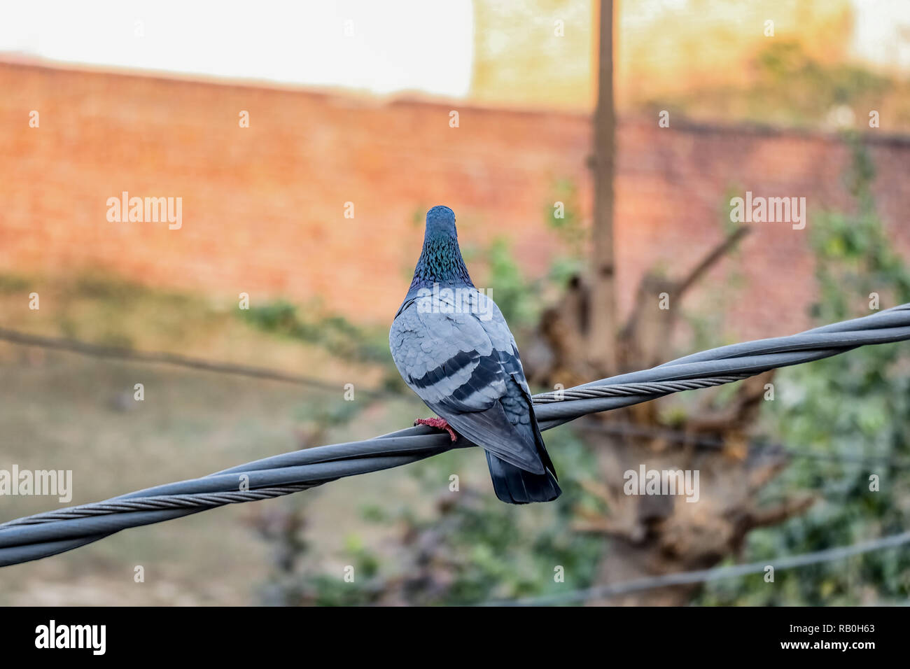 Pigeon setting on electricity power cable, on bury background Stock ...