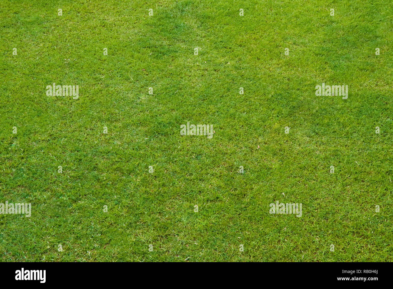 Football ground vector hi-res stock photography and images - Alamy