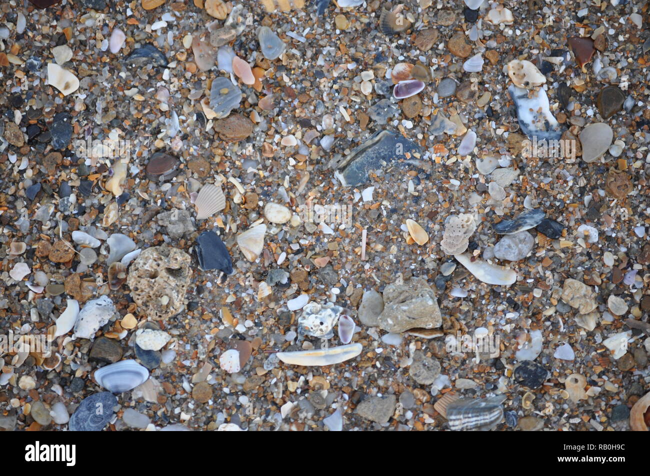 Exposed Shells on the North Topsail Beach North Carolina at sunset ...