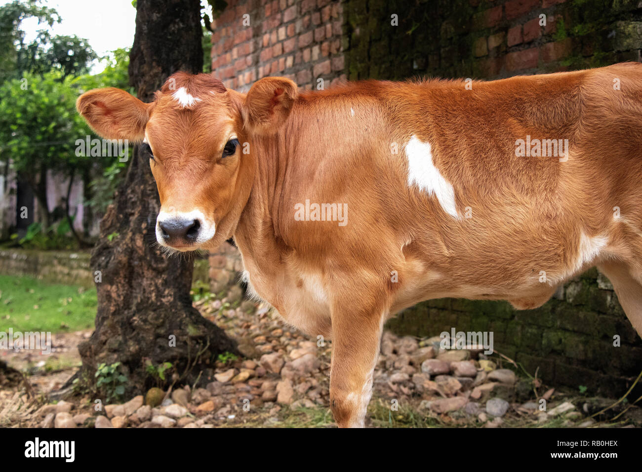 Cow calf standing in stall and looking into camera Stock Photo - Alamy