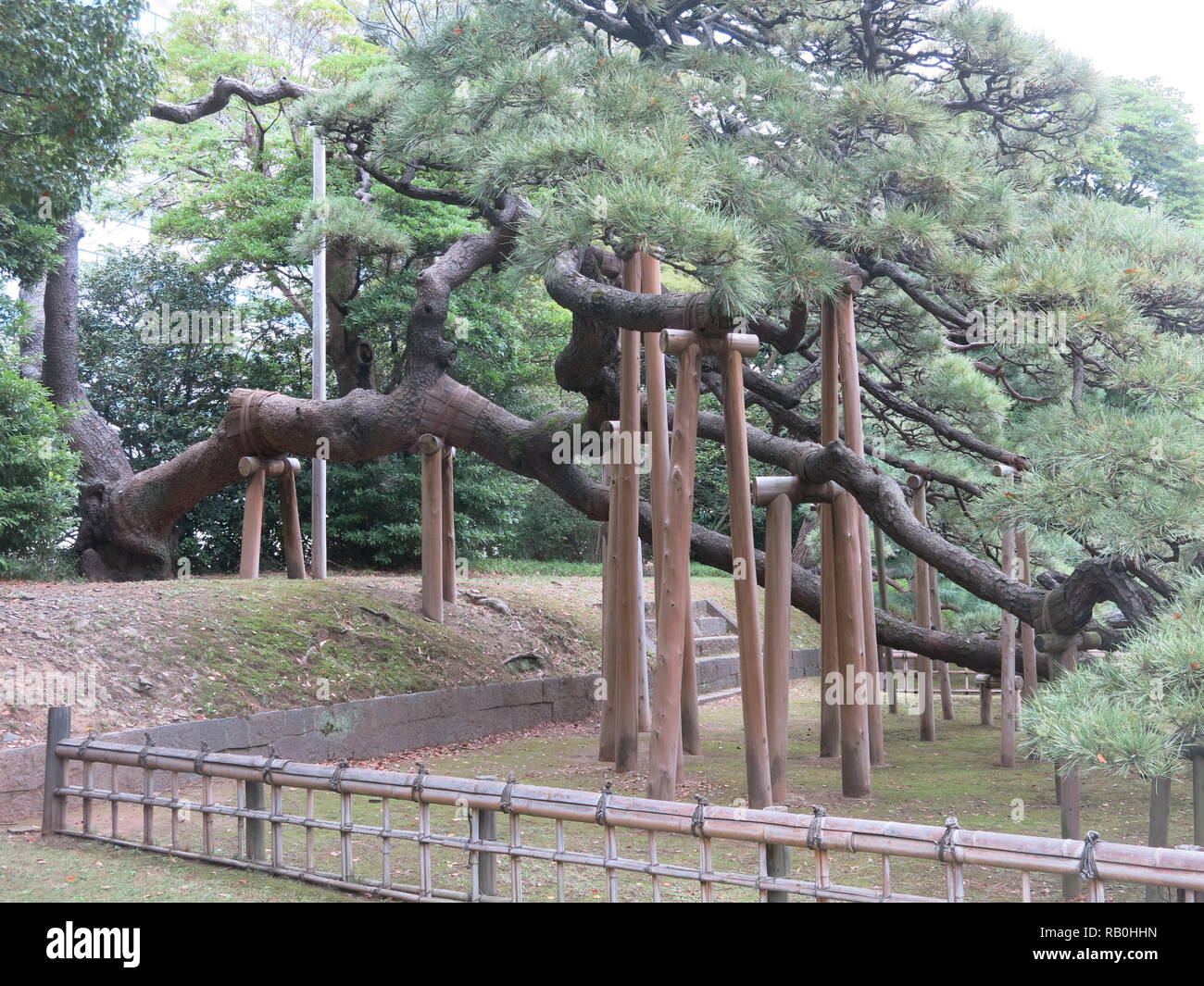 The 300-year old black pine tree in Hama-Rikyu Gardens is held up with ...