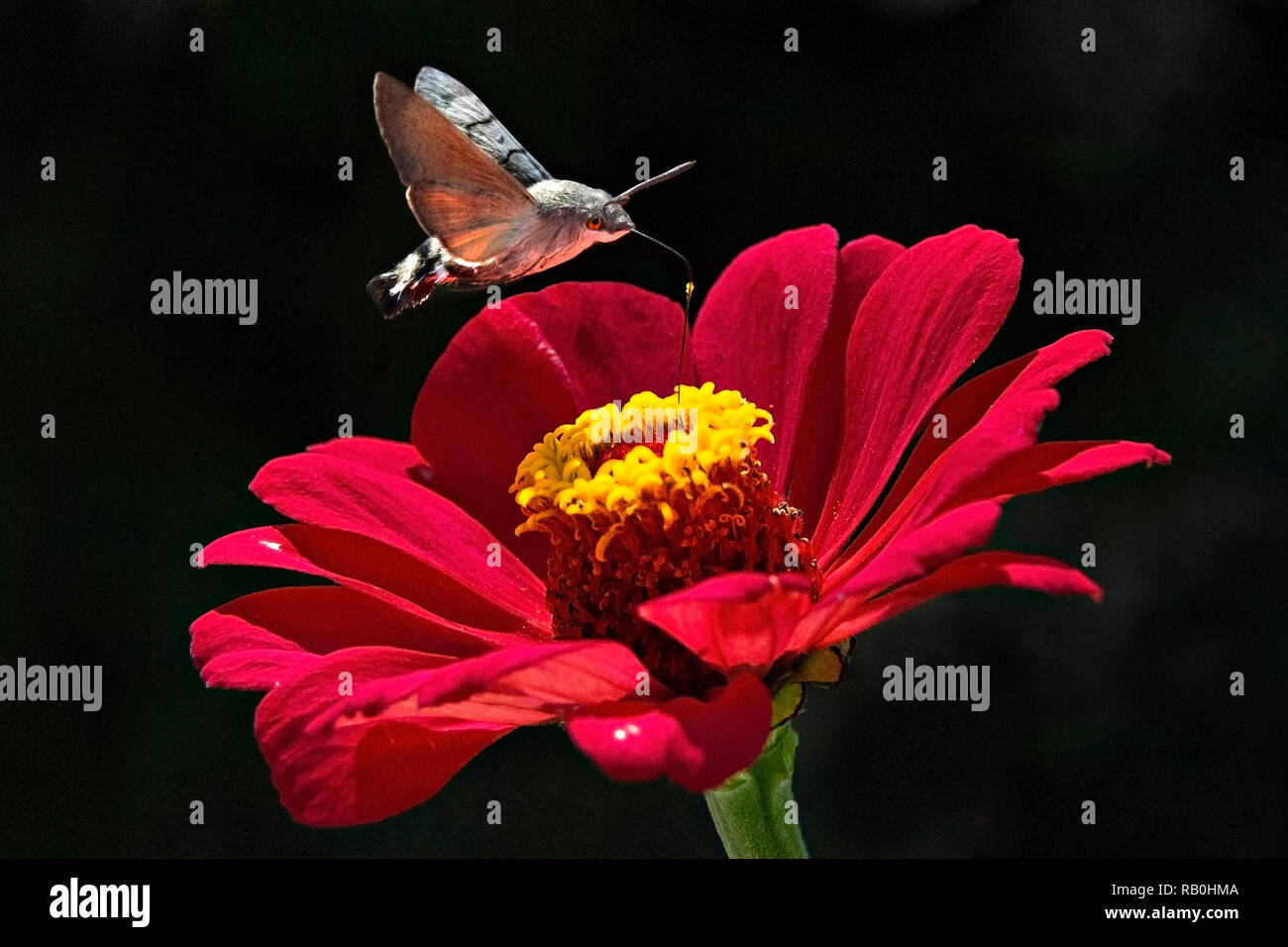 Hummingbird hawk moth flying hi-res stock photography and images - Alamy