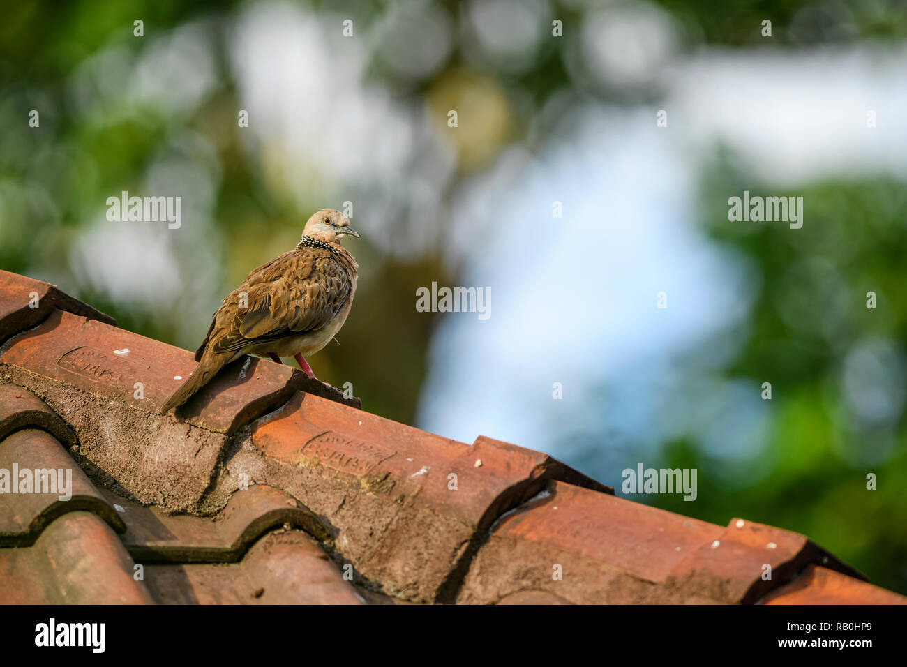 Spotted Dove - Spilopelia chinensis, common beautiful dove from ...