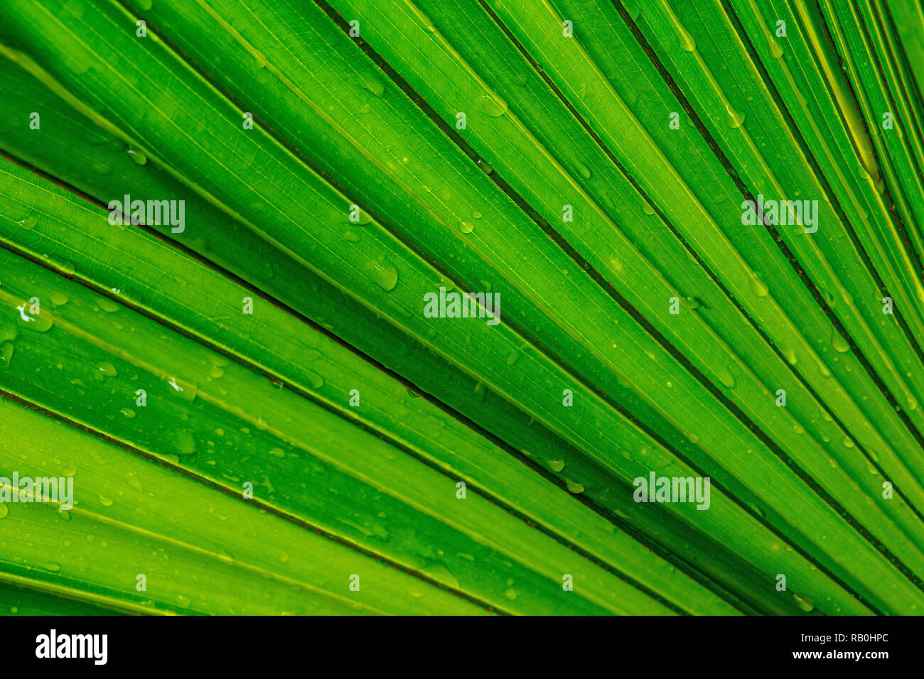 Palm tree plant hi-res stock photography and images - Alamy