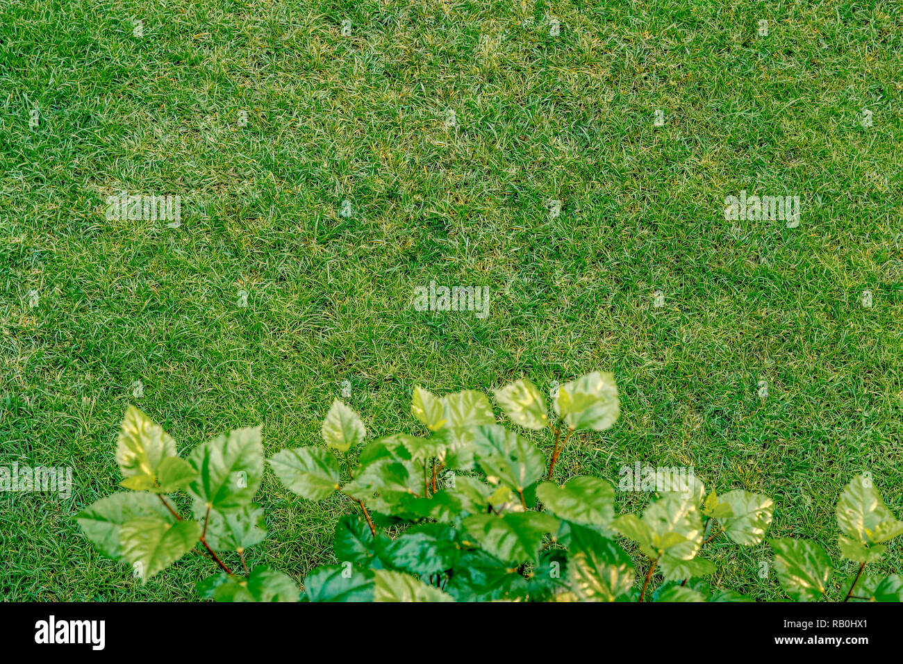 Natural green lawn, ground aerial view of lawn or ground Stock Photo ...