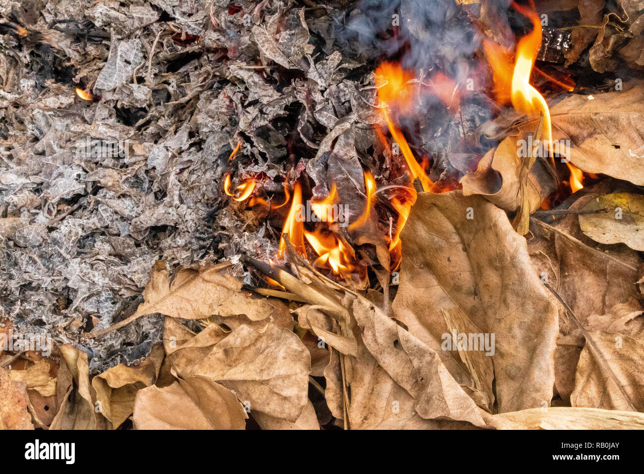 Flame tree leaves hi-res stock photography and images - Alamy