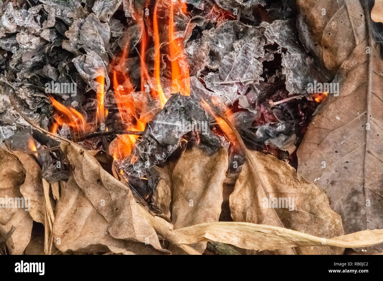 Flame tree leaves hi-res stock photography and images - Alamy