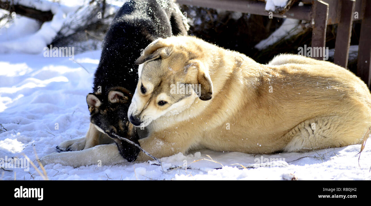 two dogs playing in snow Stock Photo - Alamy