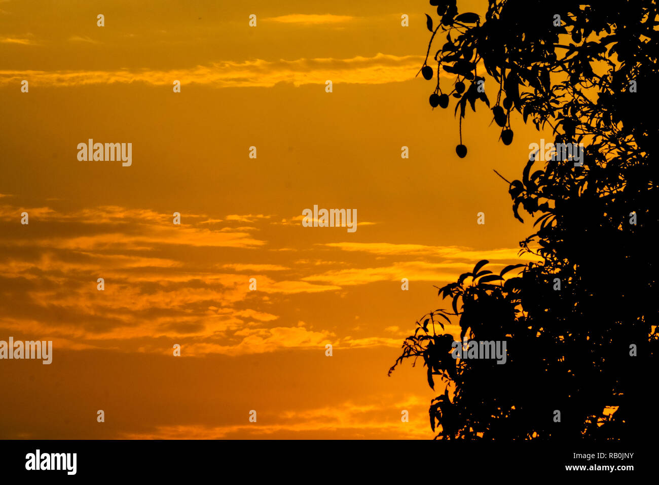Sunset scenery with mango tree in evening Stock Photo - Alamy