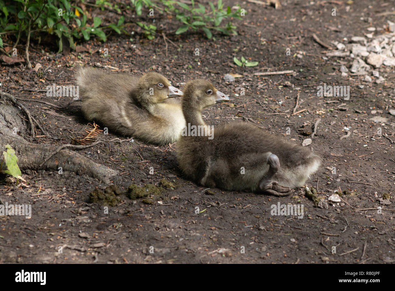 Two baby geese, cuddled up together Stock Photo - Alamy