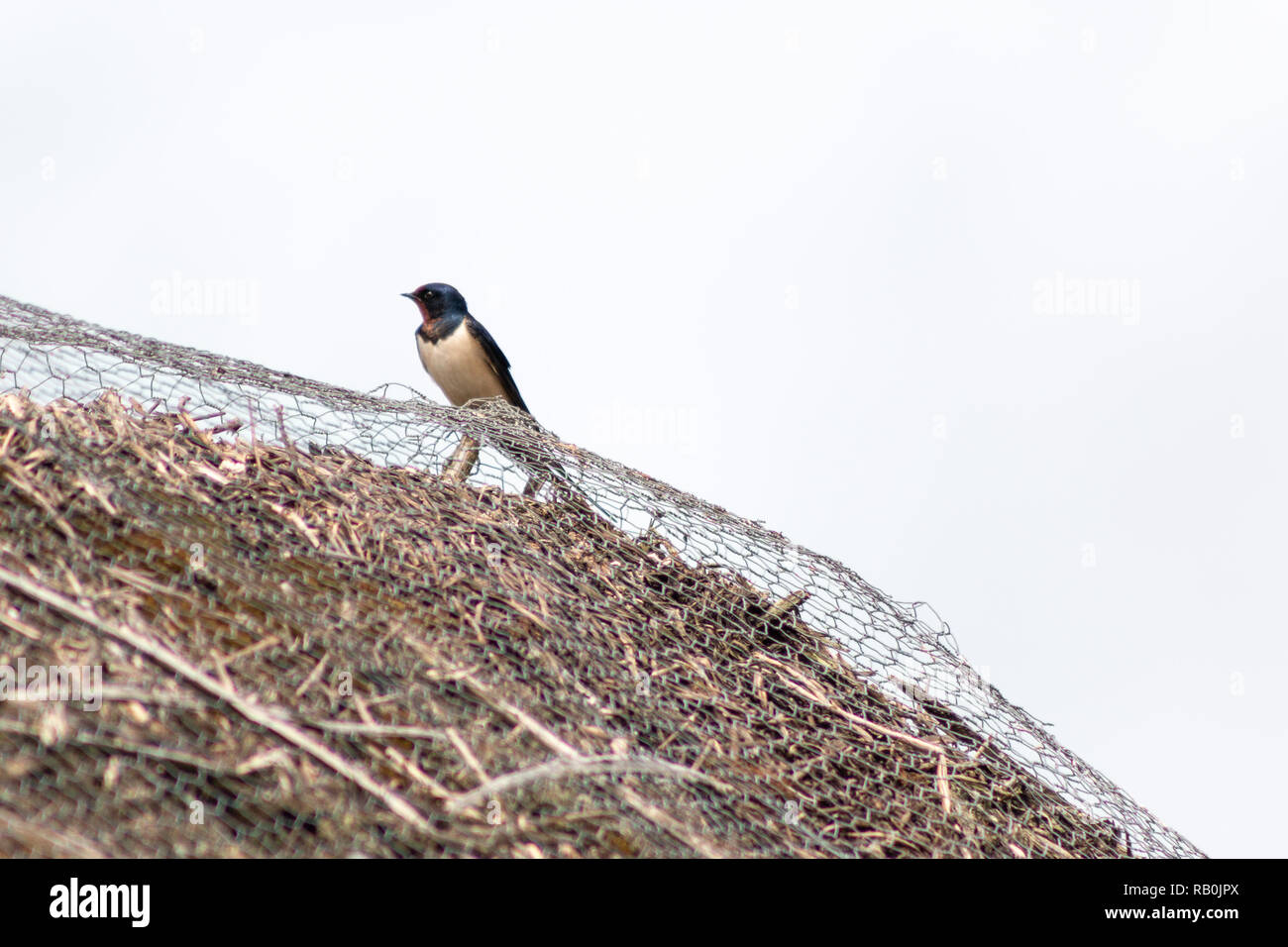 Thatched roof animals hi-res stock photography and images - Alamy