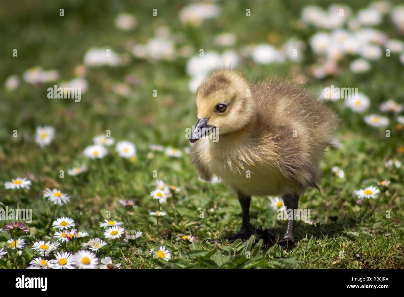 Quizzical animal hi-res stock photography and images - Alamy