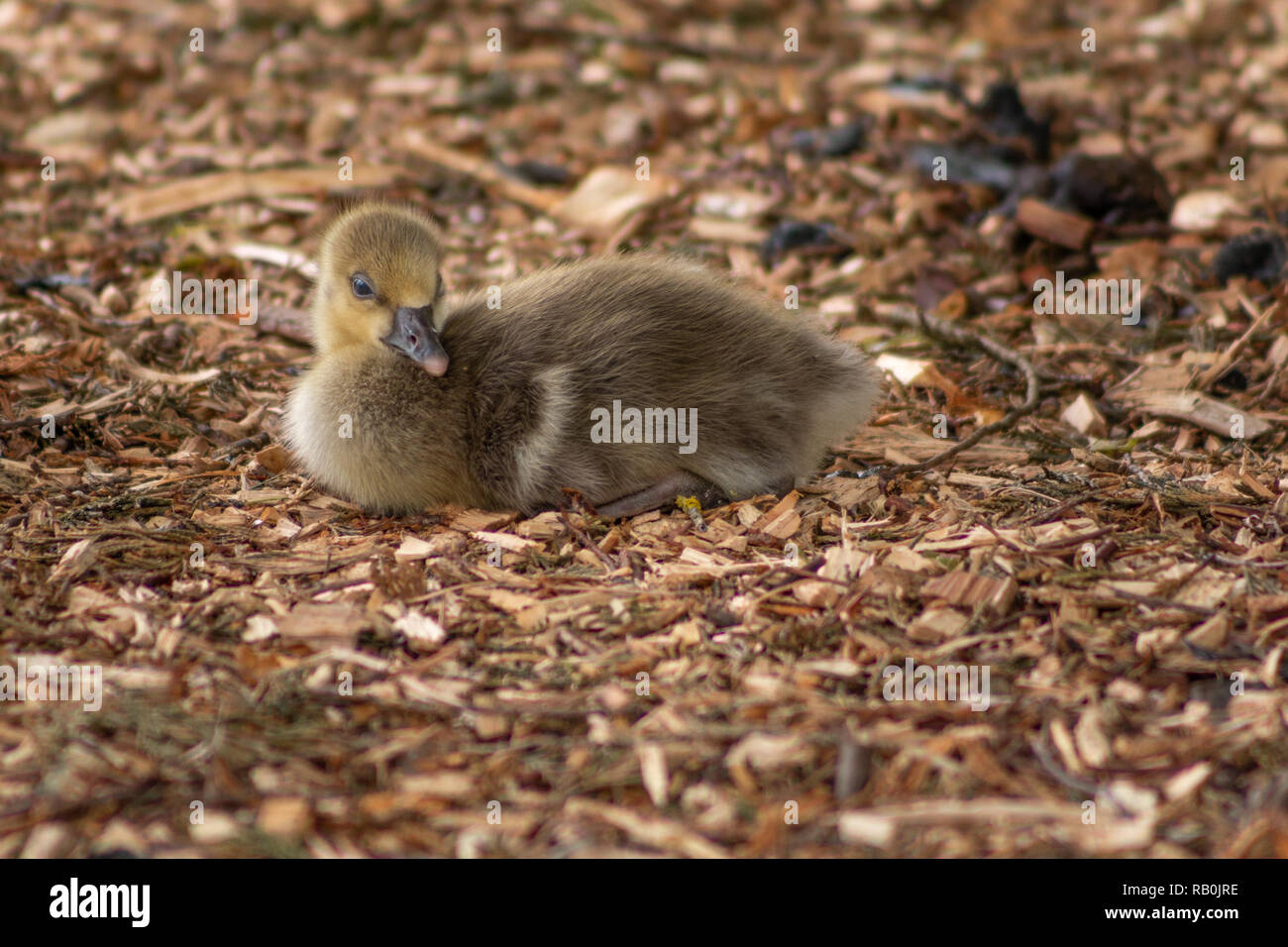 Fluffy gosling hi-res stock photography and images - Alamy