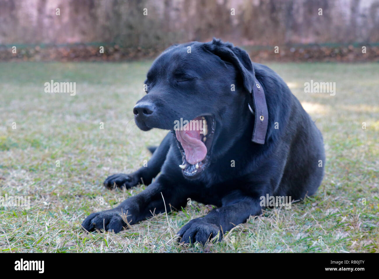 Black labrador dog lonely setting in grass, yawning showing feel sleepy ...