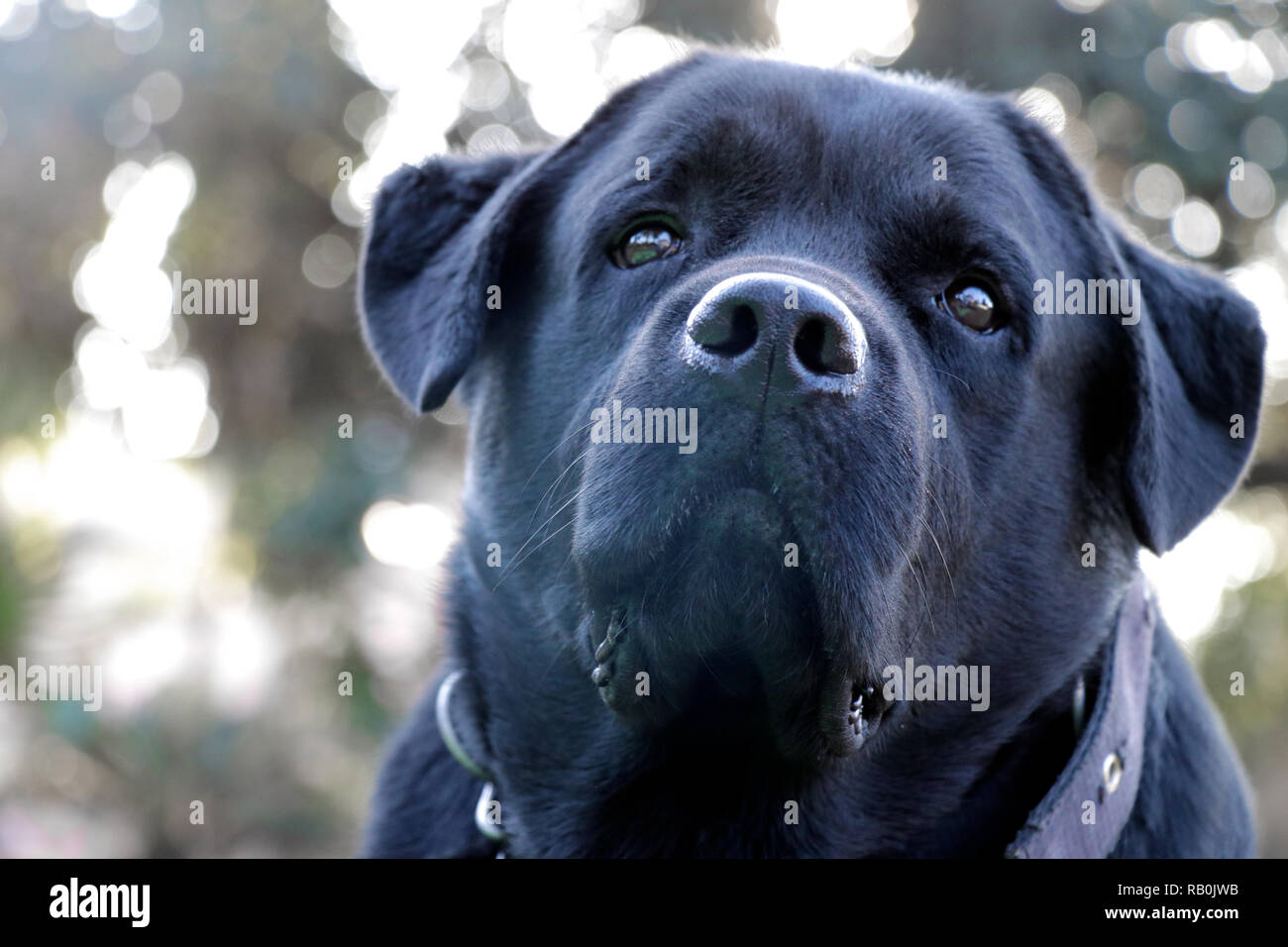 Rabies dog mouth hi-res stock photography and images - Alamy