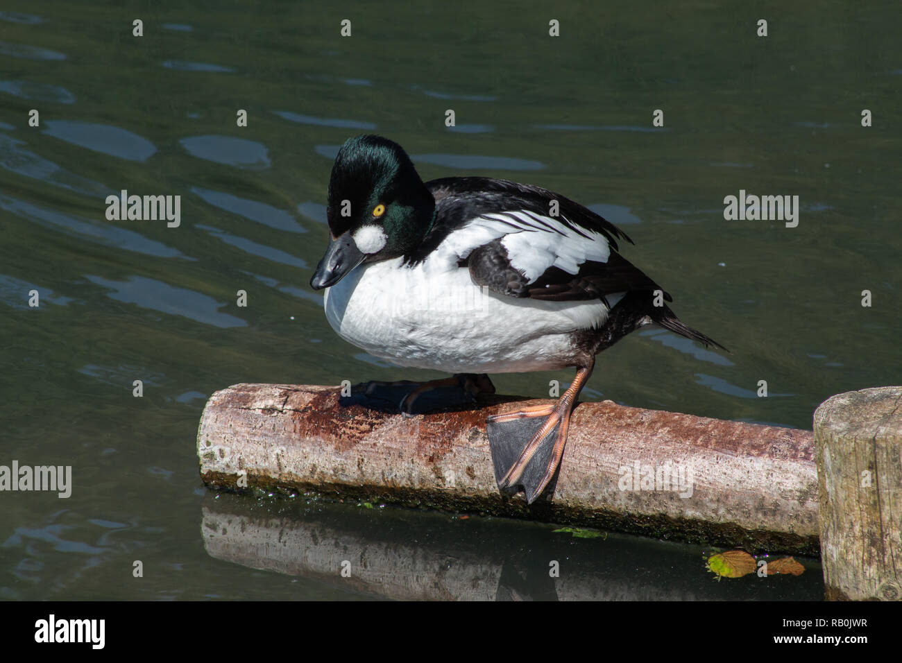 Wetland Duck balancing on a wooden log Stock Photo - Alamy
