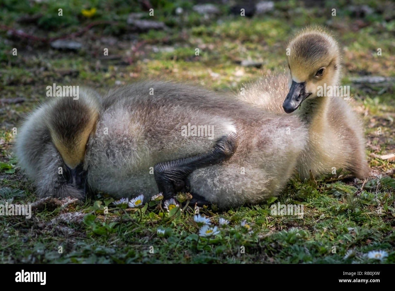 Funny geese hi-res stock photography and images - Alamy