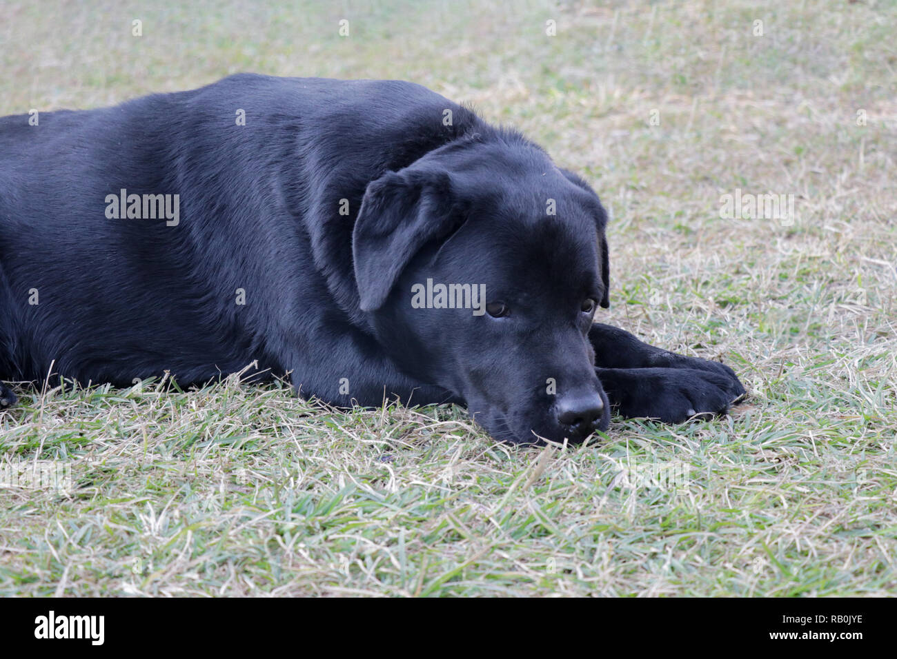 Sad labrador hi-res stock photography and images - Alamy