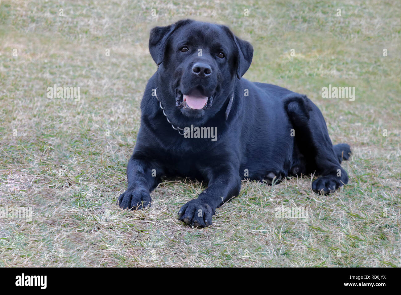 Black Labrador dog setting in green grass, looking aggressively on ...