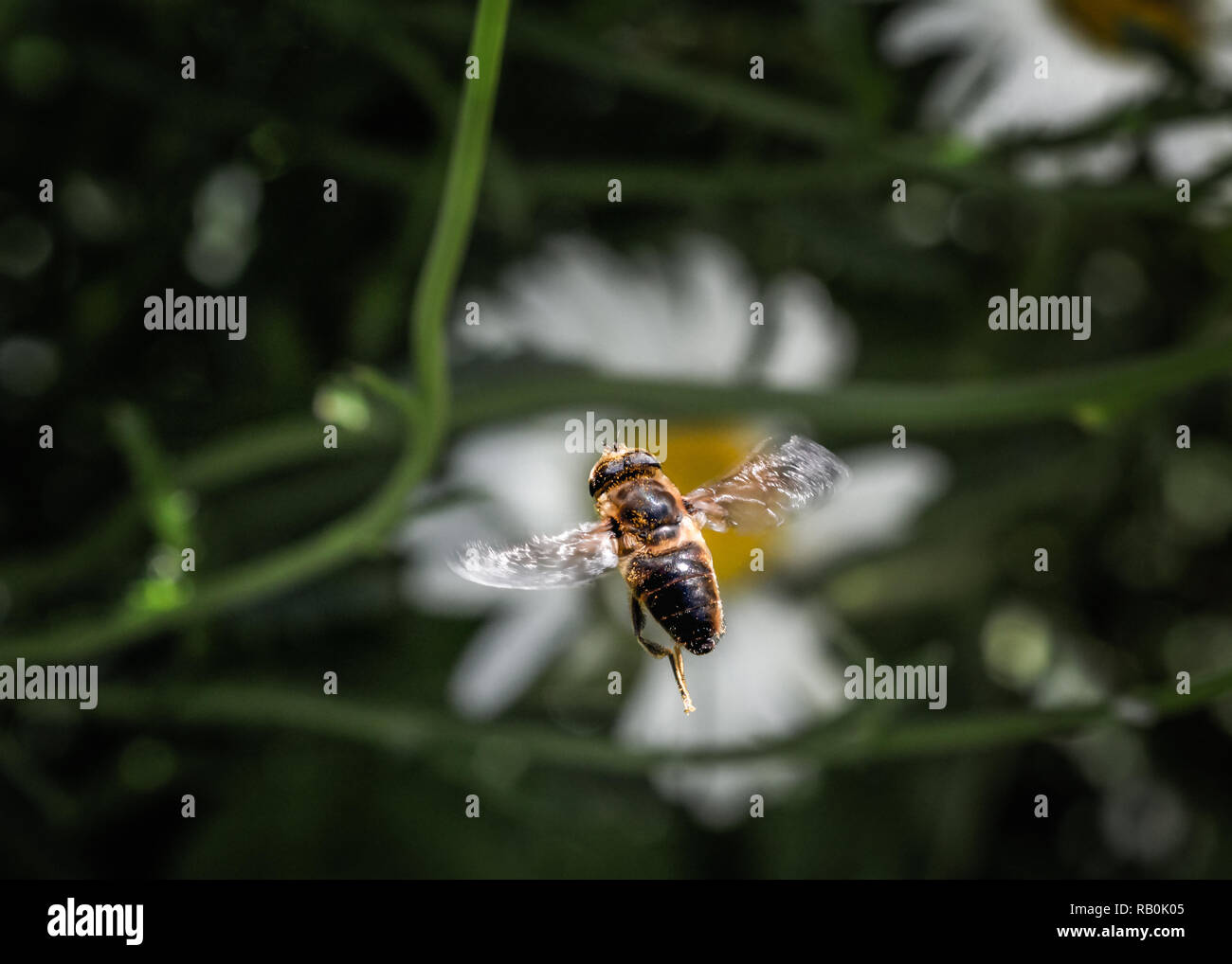 Bee flying above a daisy flower and grass Stock Photo - Alamy