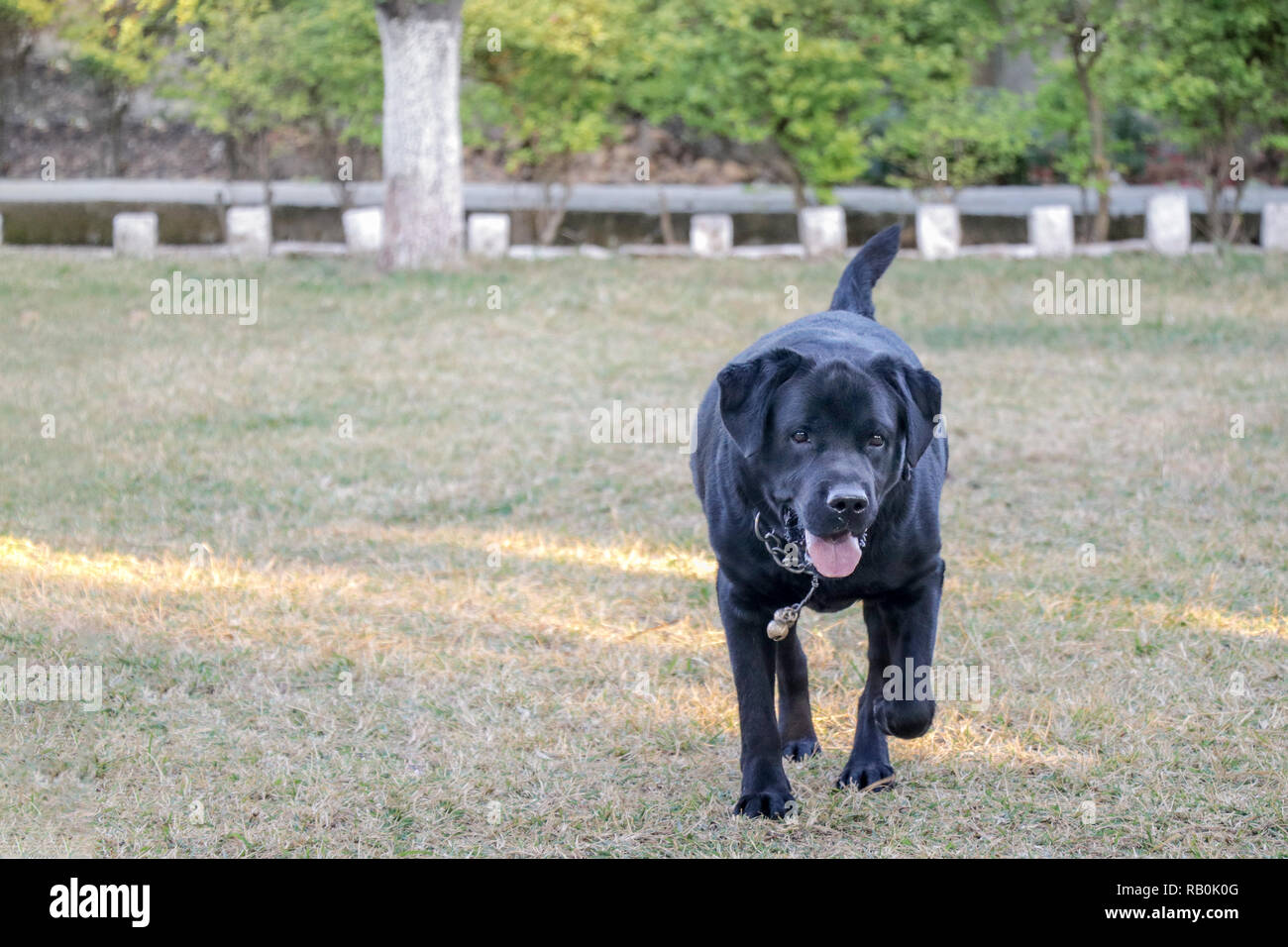 Labrador retriever dog puppy walking hi-res stock photography and ...