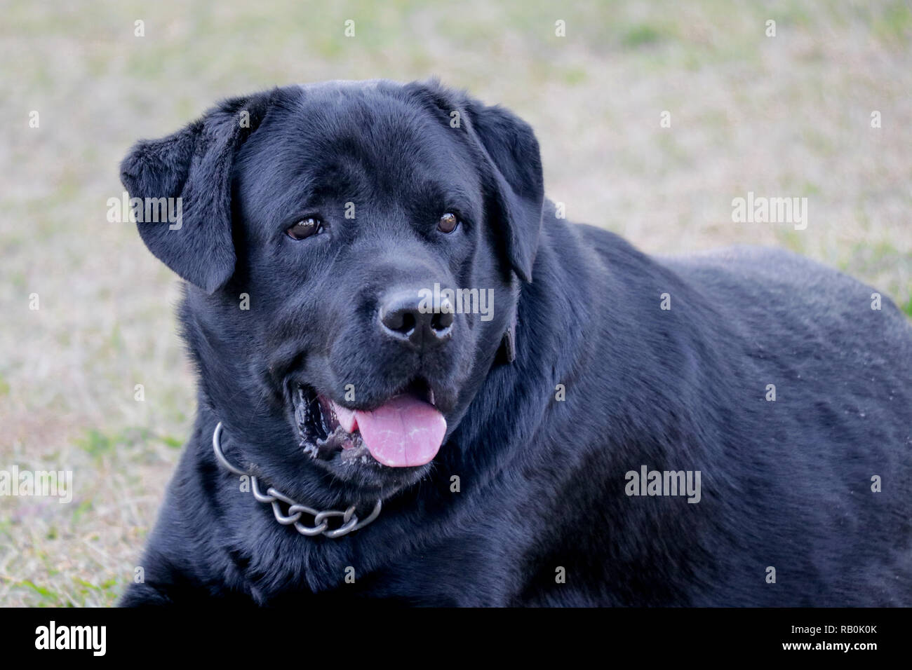 Black Labrador bog setting on grass, aggressivly & strangely looking ...