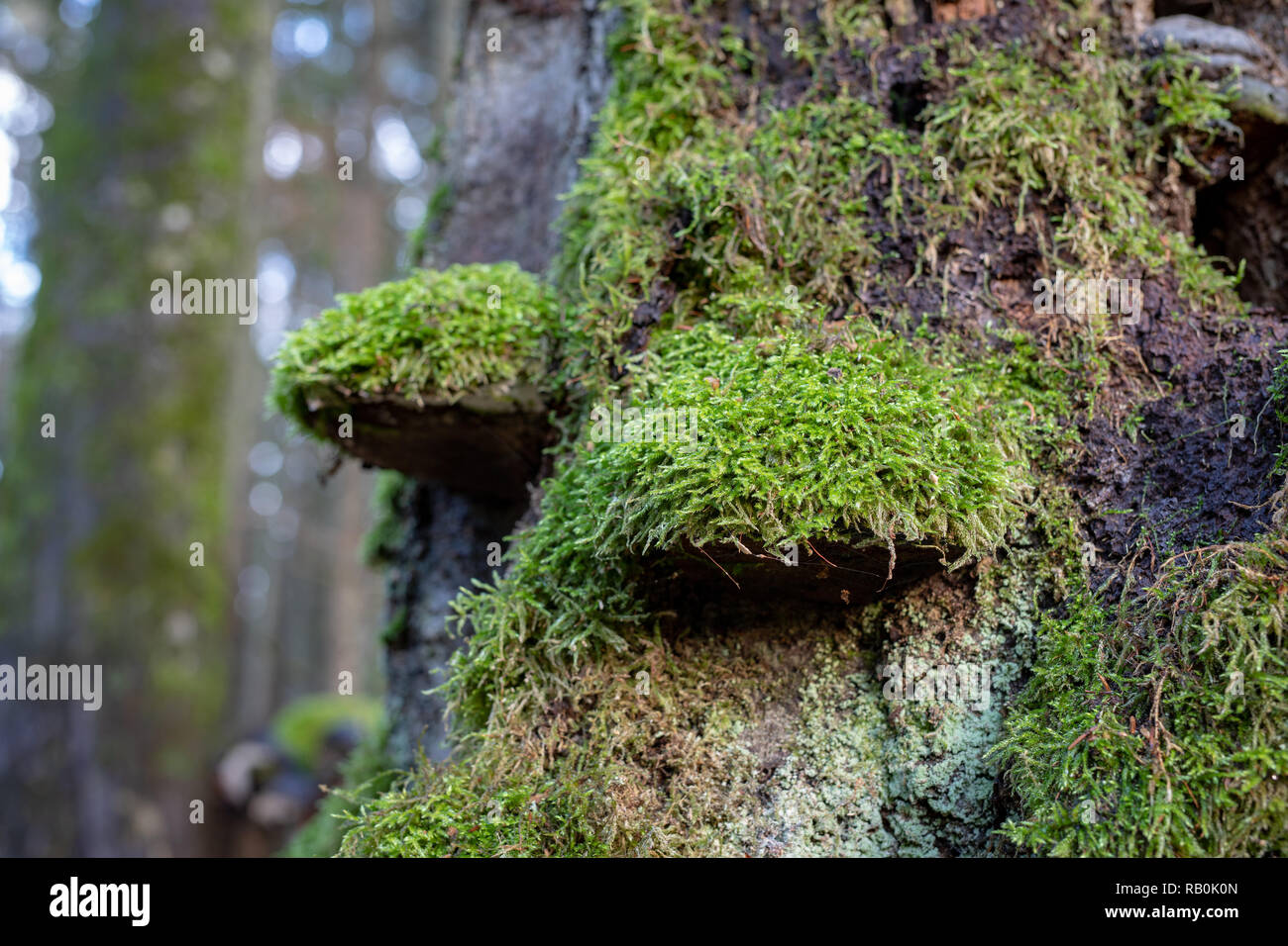 Old overgrown beech trees hi-res stock photography and images - Alamy