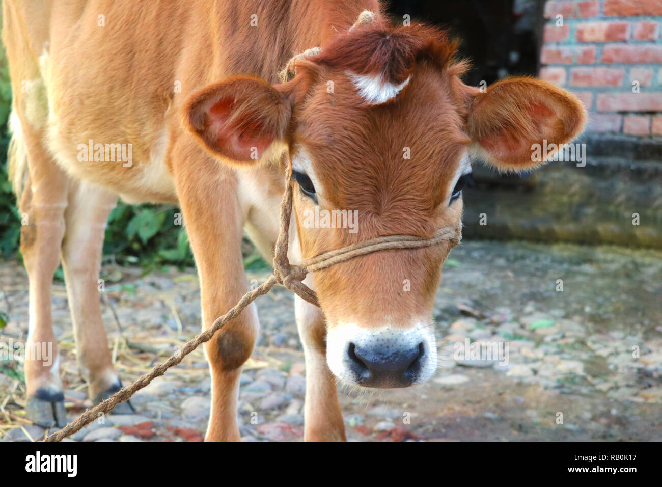 Cow and calf camera hi-res stock photography and images - Alamy