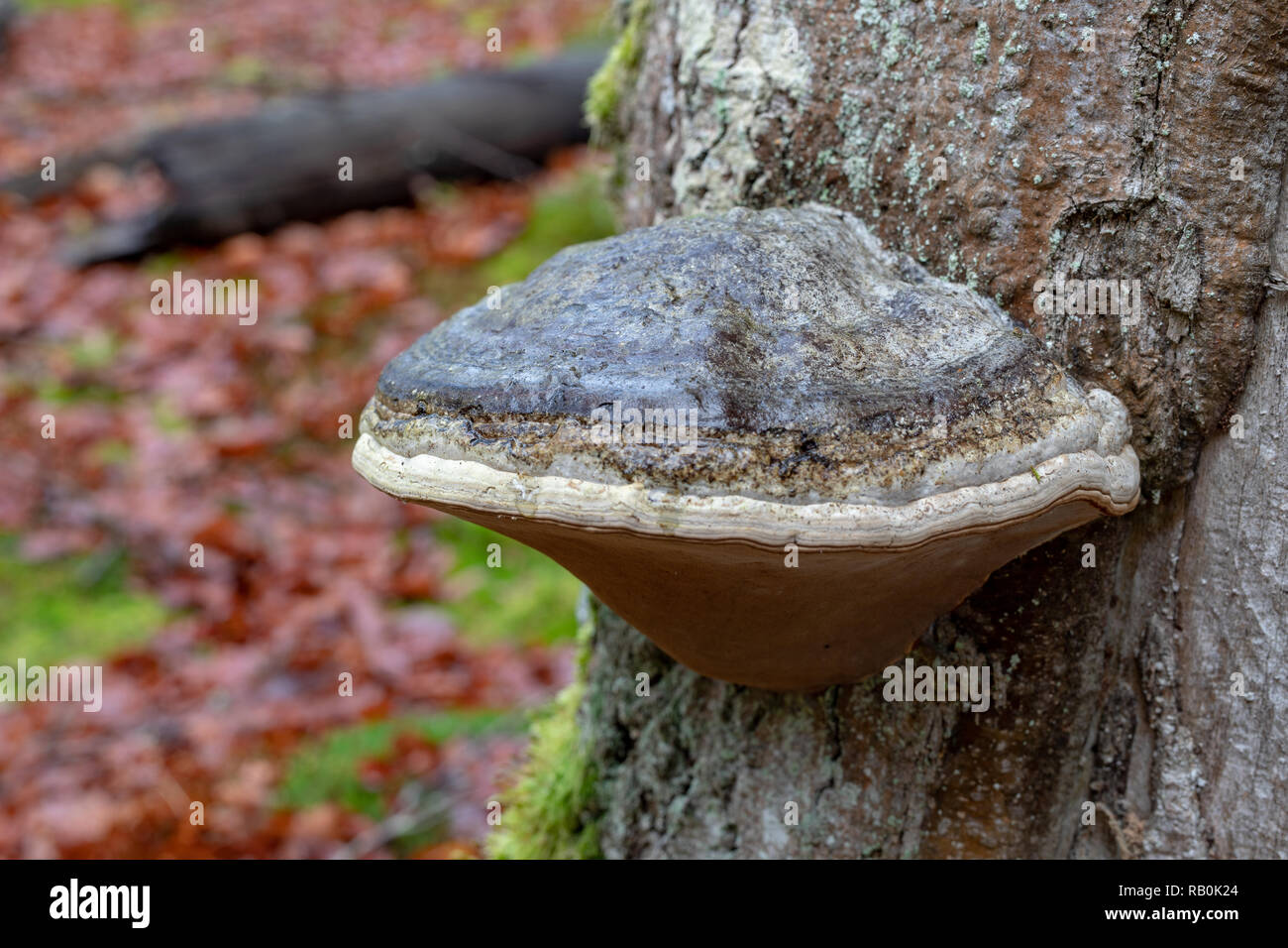 Forest huba on the trunk of a tree. Mushrooms, parasites in the forest ...