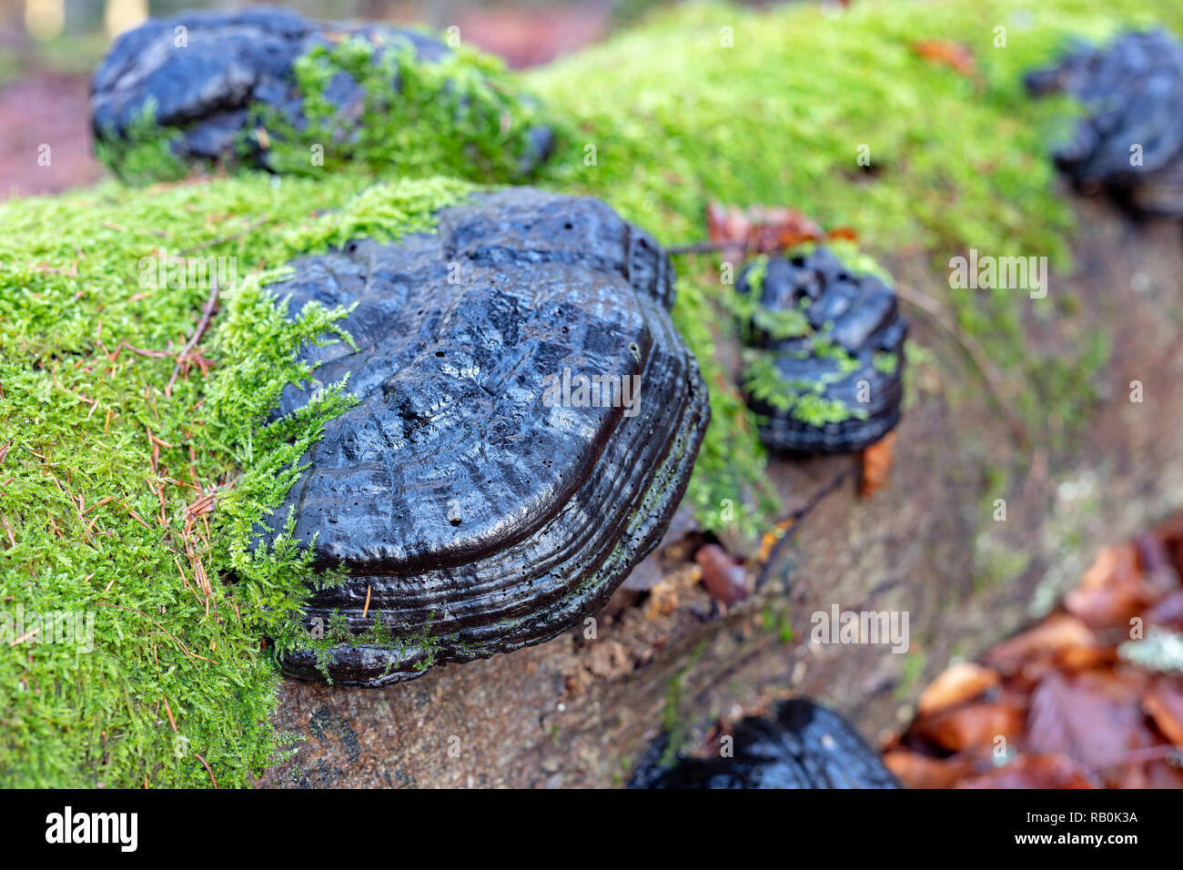 Forest huba on the trunk of a tree. Mushrooms, parasites in the forest ...