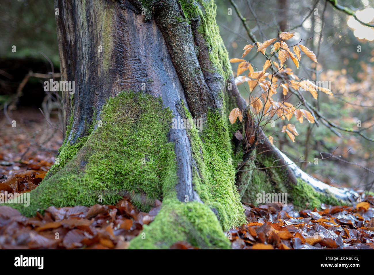 Old overgrown beech trees hi-res stock photography and images - Alamy