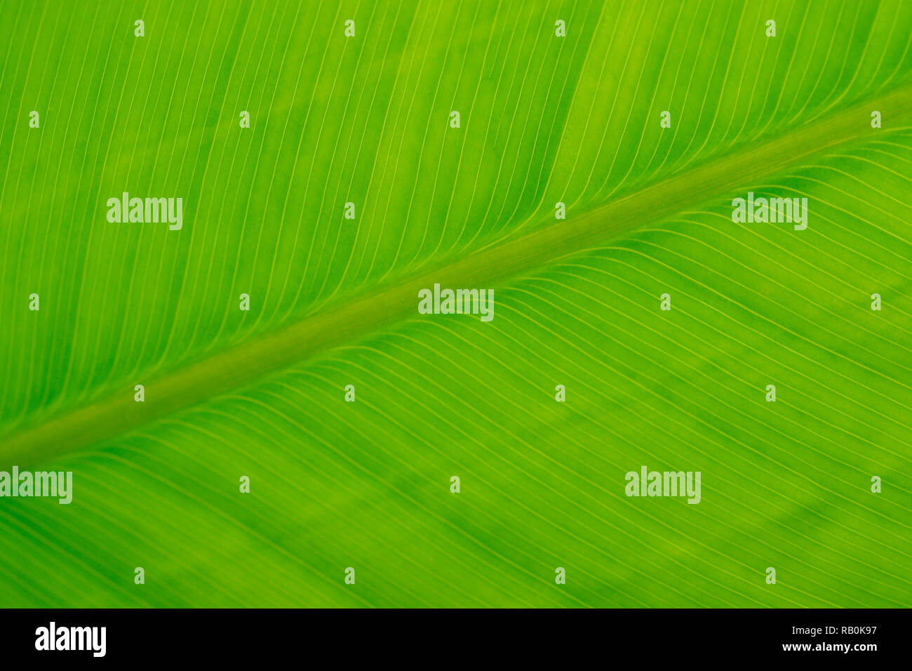 Linear plant hi-res stock photography and images - Alamy