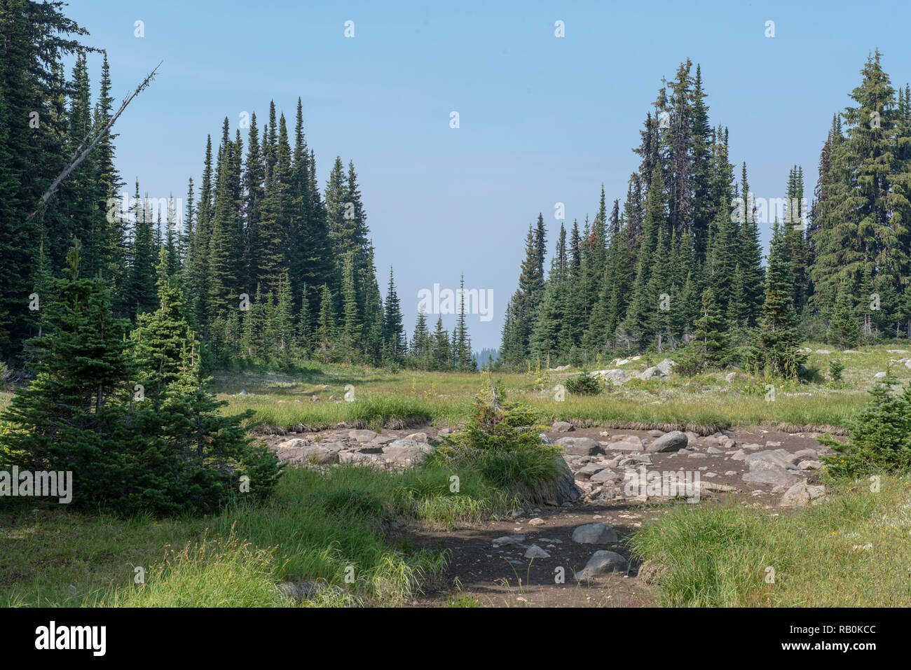 Summer Alpine Meadows at the top of Trophy Mountain in Wells Gray ...