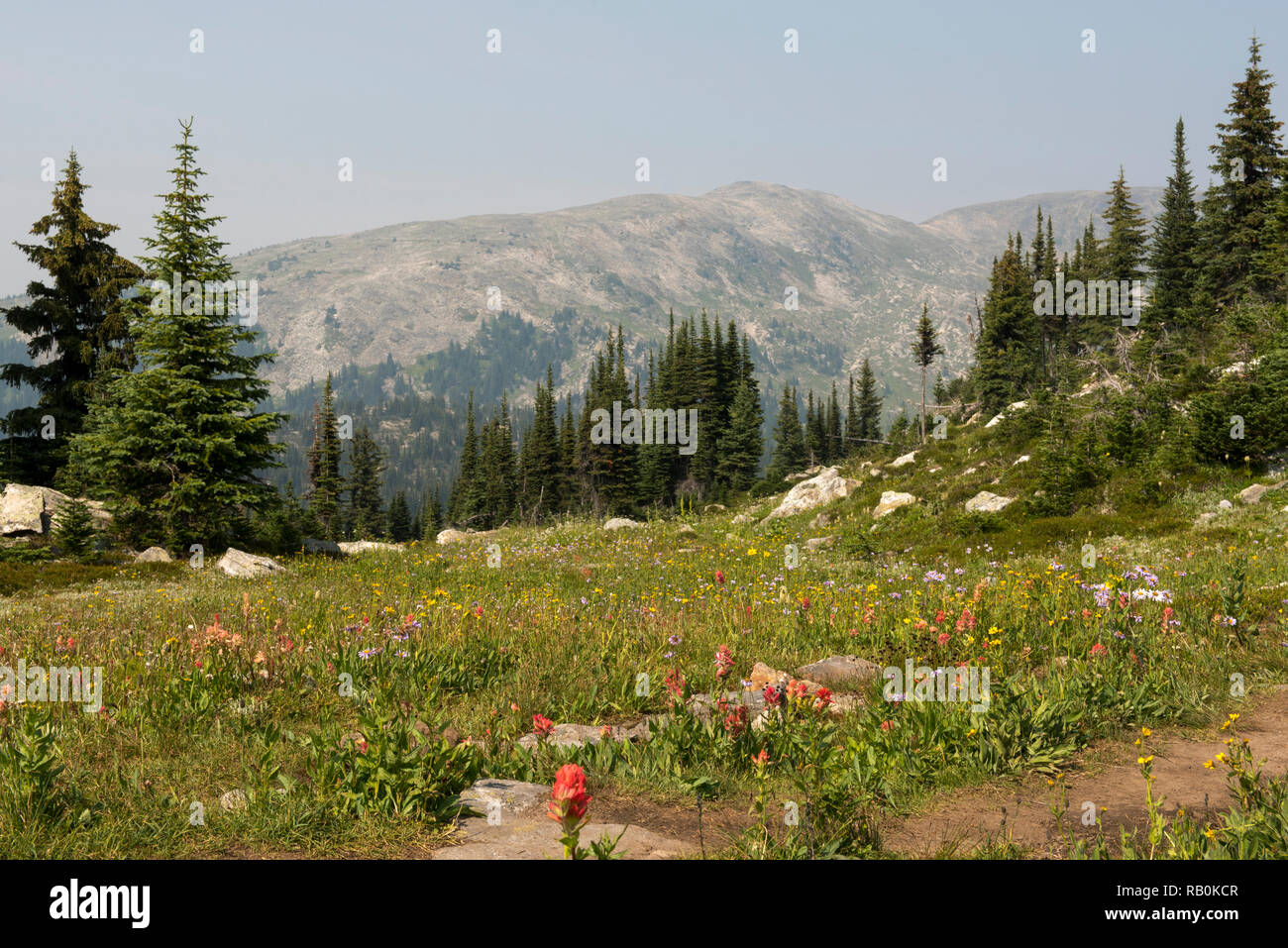 Summer Alpine Meadows at the top of Trophy Mountain in Wells Gray ...