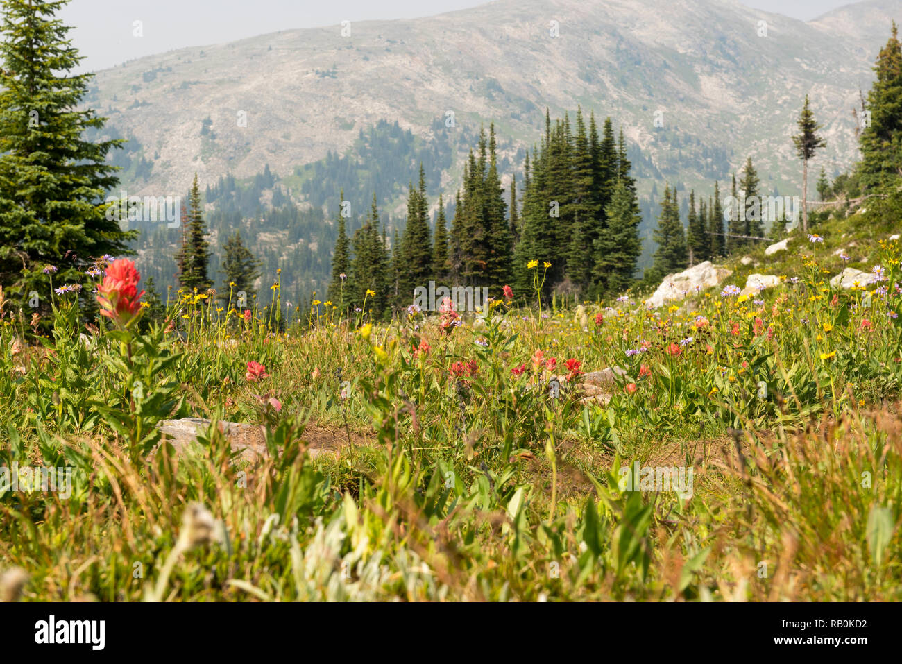 Summer Alpine Meadows at the top of Trophy Mountain in Wells Gray ...