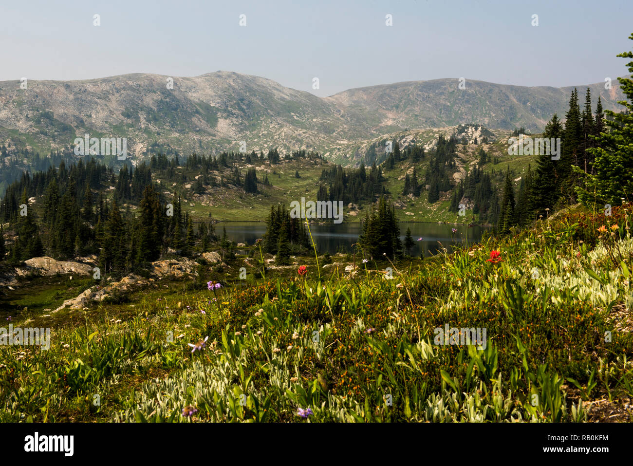 Summer Alpine Meadows at the top of Trophy Mountain in Wells Gray ...