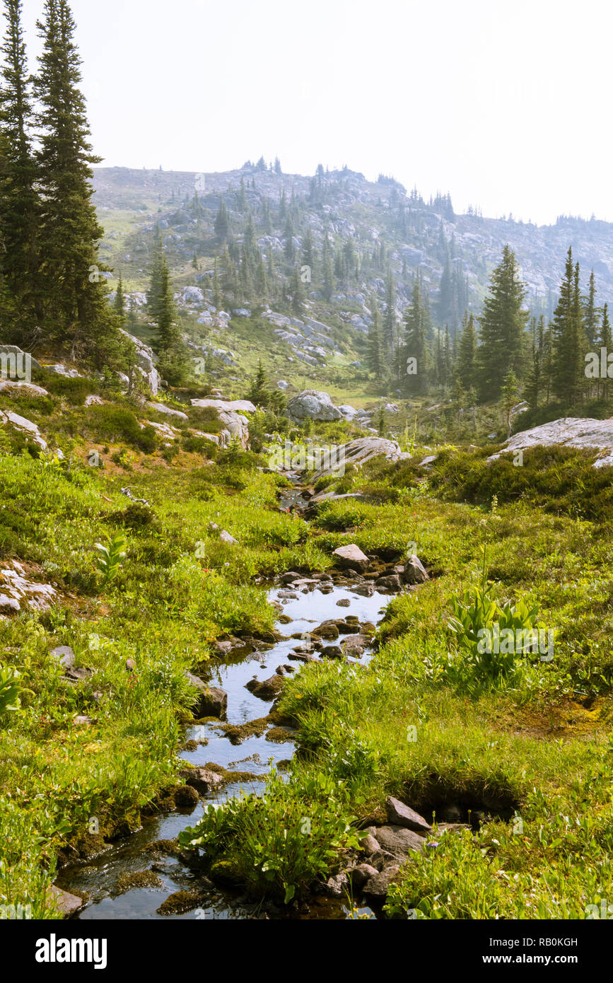 Summer Alpine Meadows at the top of Trophy Mountain in Wells Gray ...