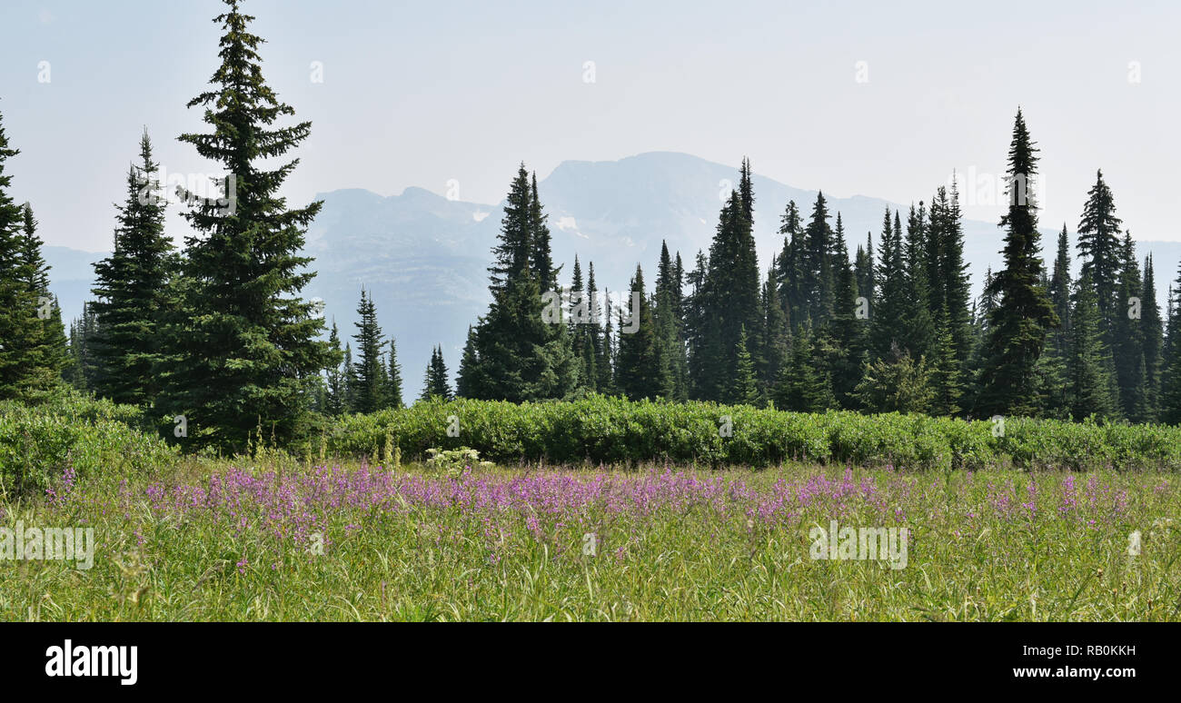 Summer Alpine Meadows at the top of Trophy Mountain in Wells Gray ...