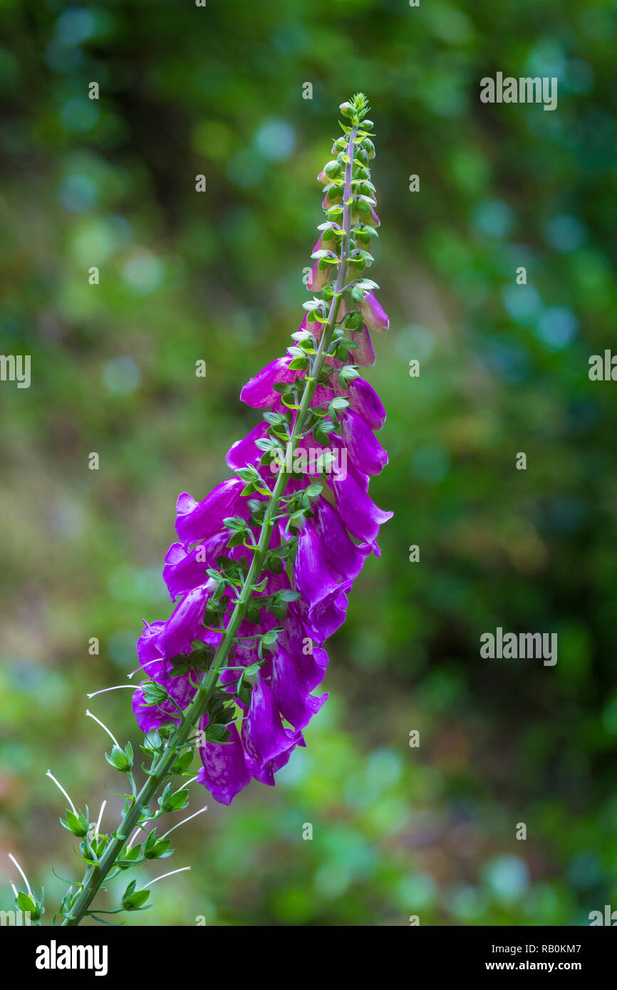 Fingerhut symbol hi-res stock photography and images - Alamy