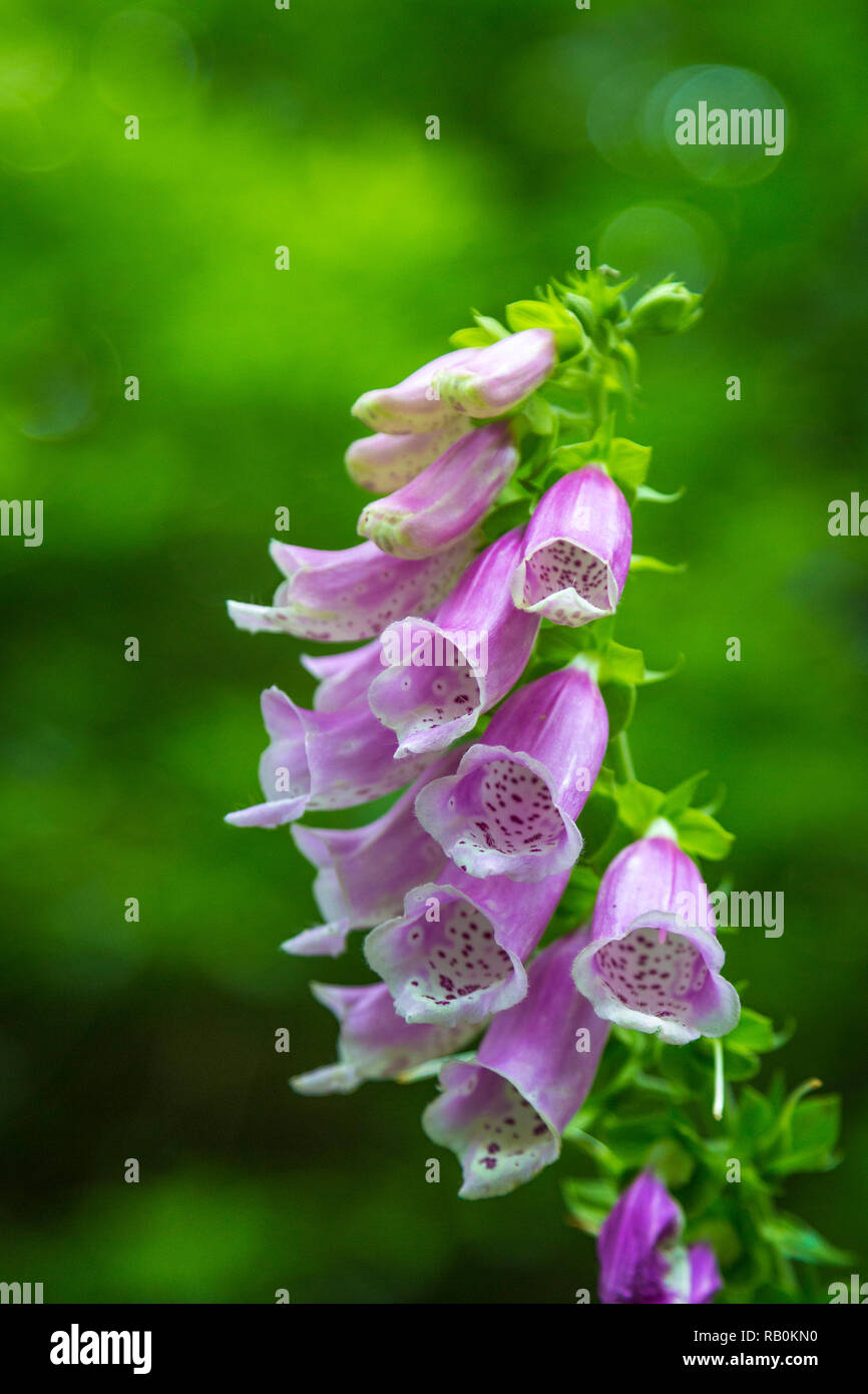 Fingerhut symbol hi-res stock photography and images - Alamy