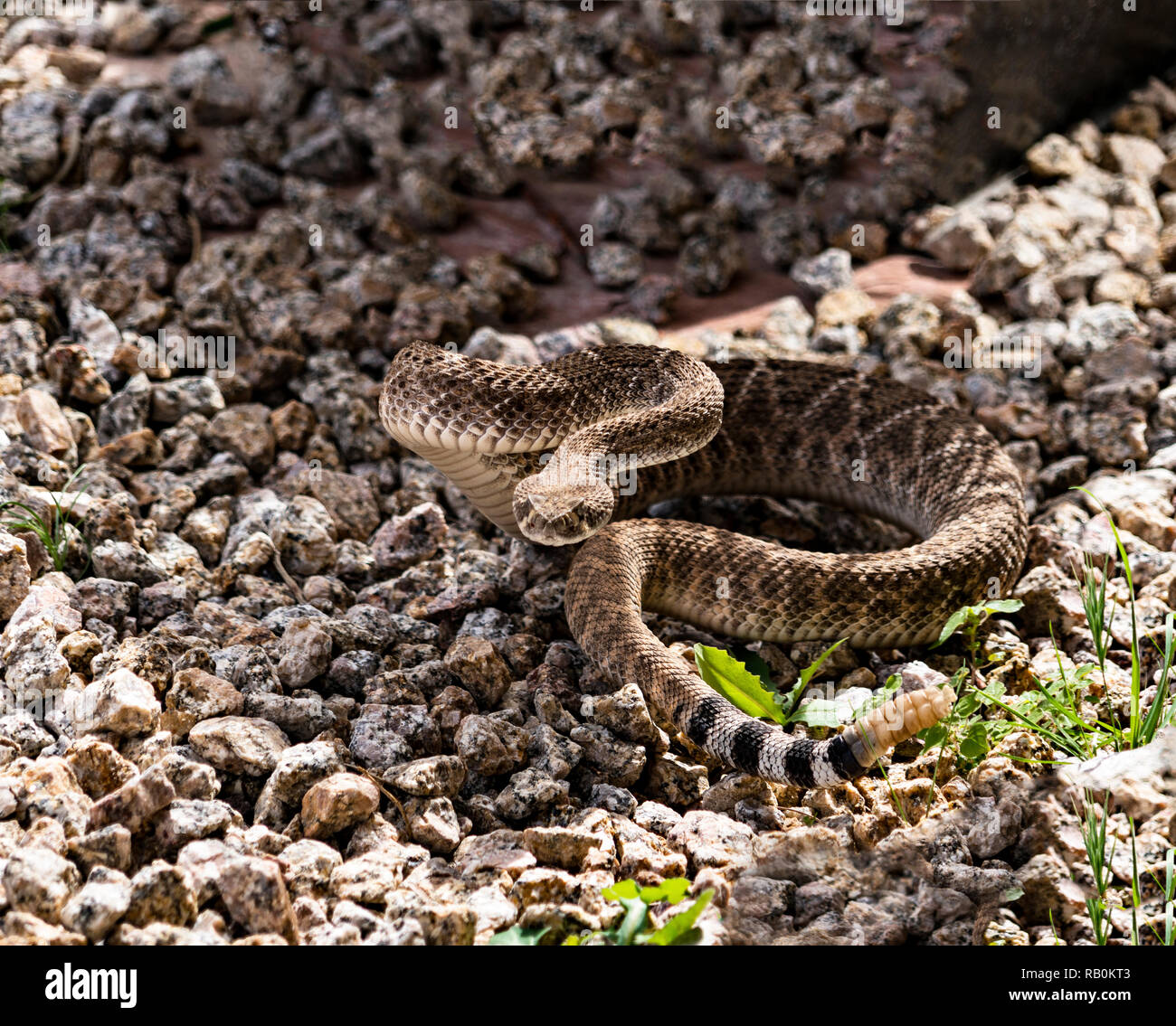 Rattlesnake Coiled & ready Stock Photo - Alamy