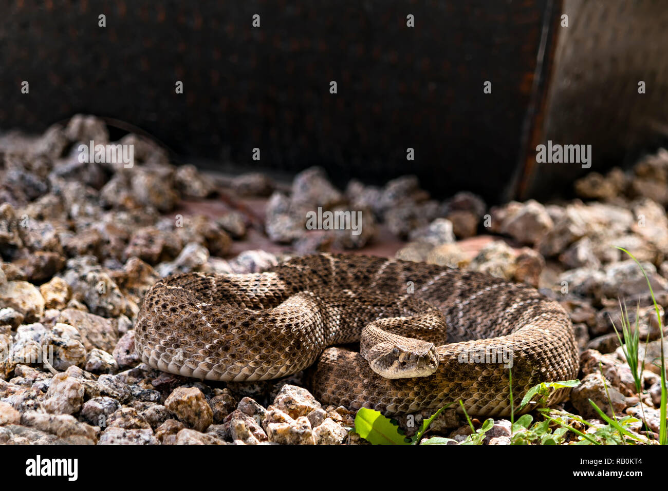 Close up eye rattlesnake High Resolution Stock Photography and Images ...
